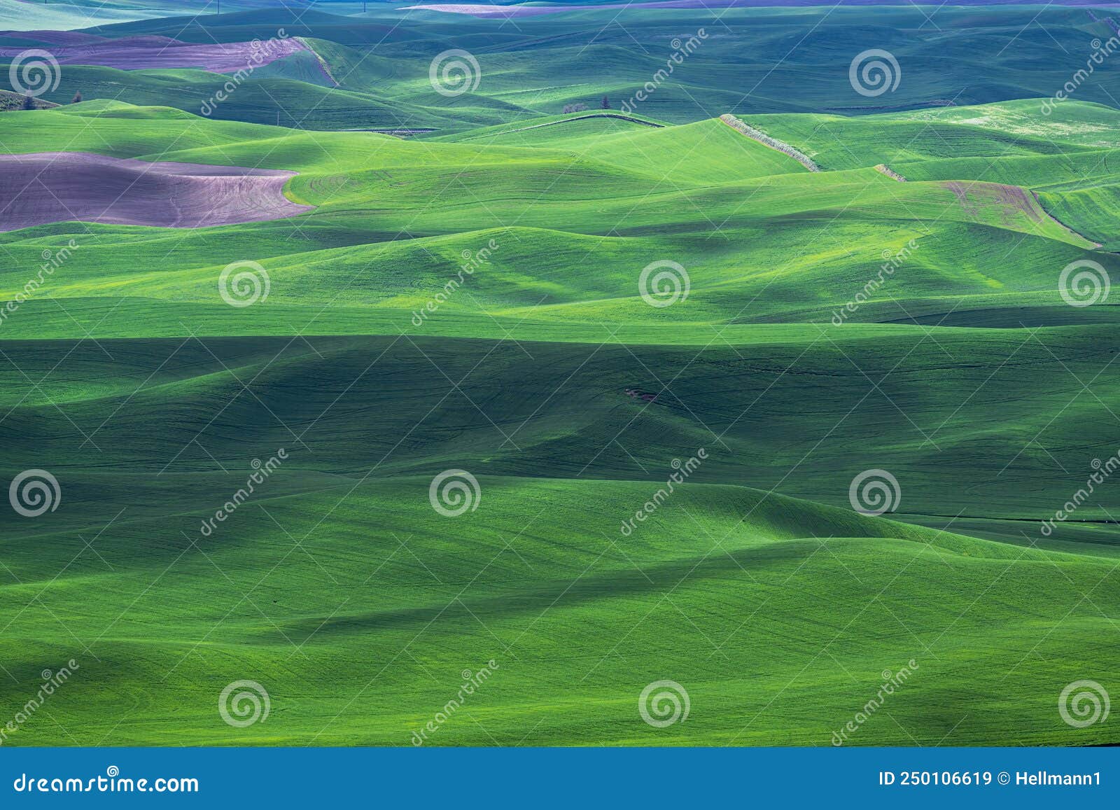 Palouse Fields in Spring stock image. Image of crop - 250106619