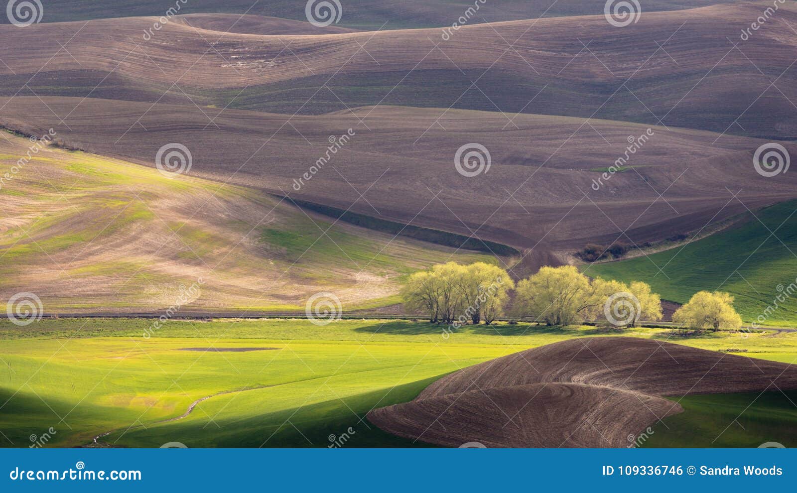 Palouse Region with Row of Trees in Sunlight Stock Photo - Image of ...