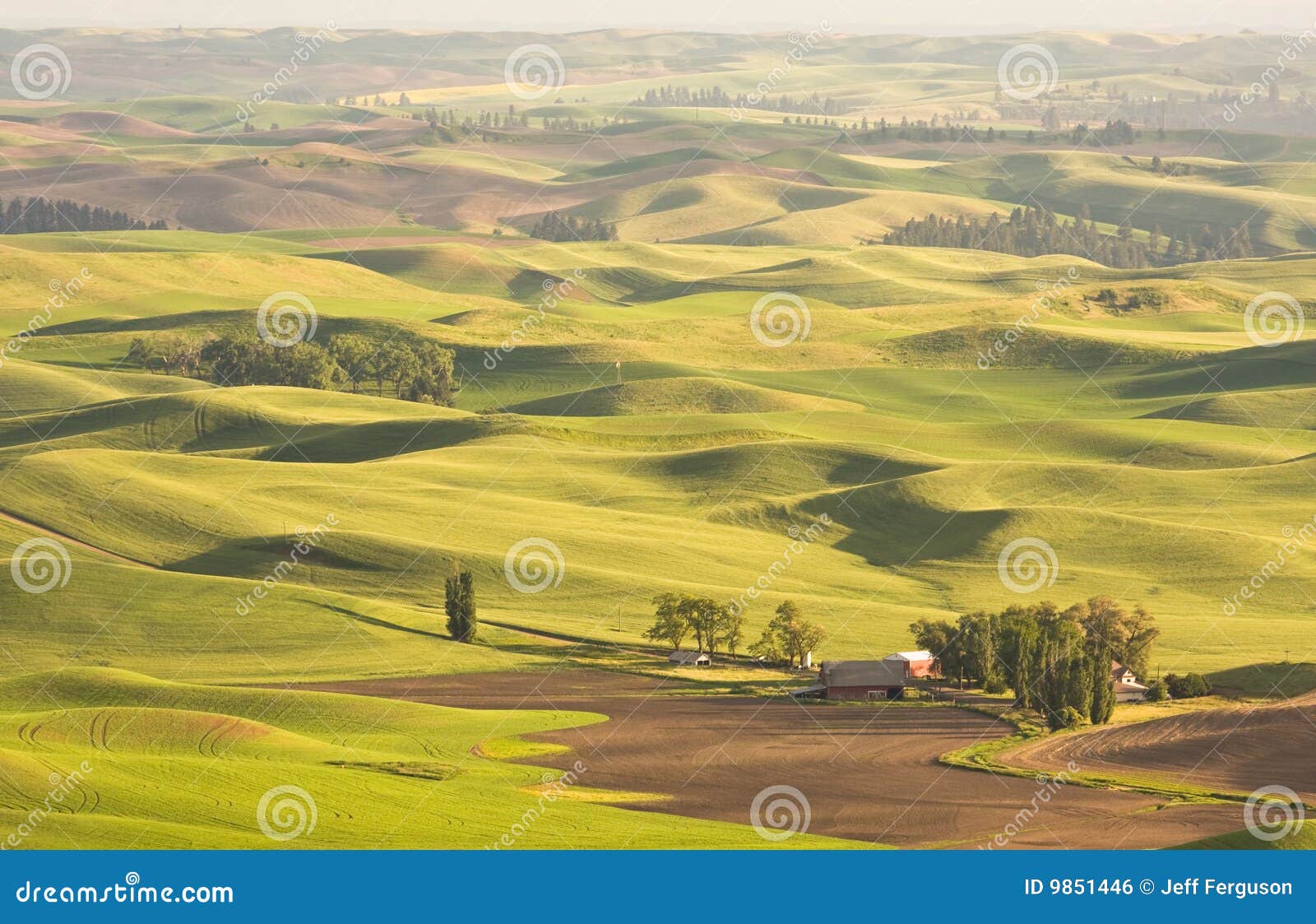 Palouse Wheat Fields stock photo. Image of fertile, botany - 9851446
