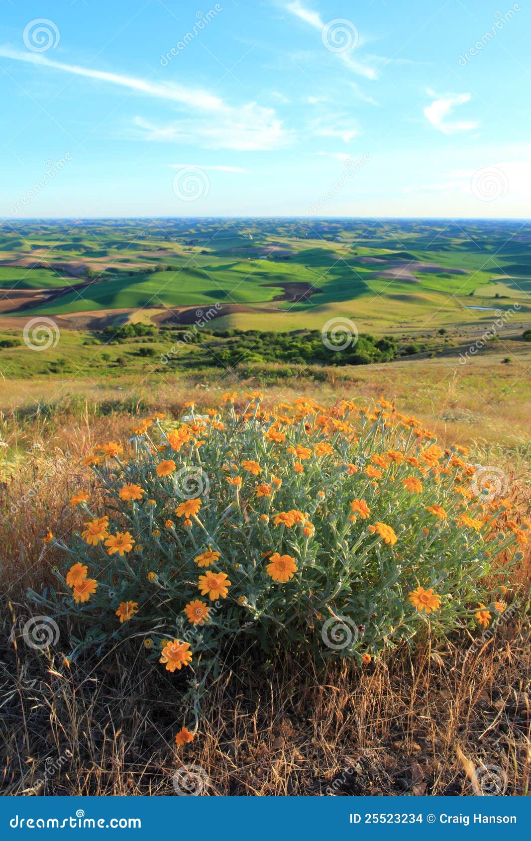 Palouse with Yellow Wildflowers Stock Photo - Image of farming, green ...