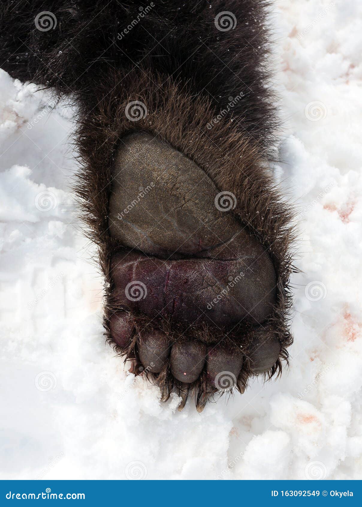Palpar Surface of the Right Hind Paw Brown Bear Stock Image - Image of ...