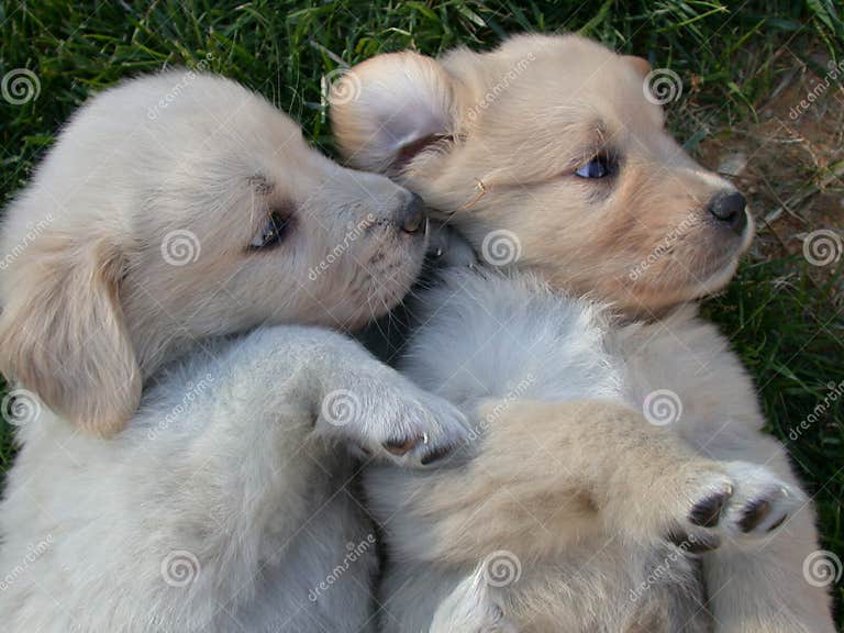 Pals stock image. Image of puppies, canine, brothers, dogs - 9379