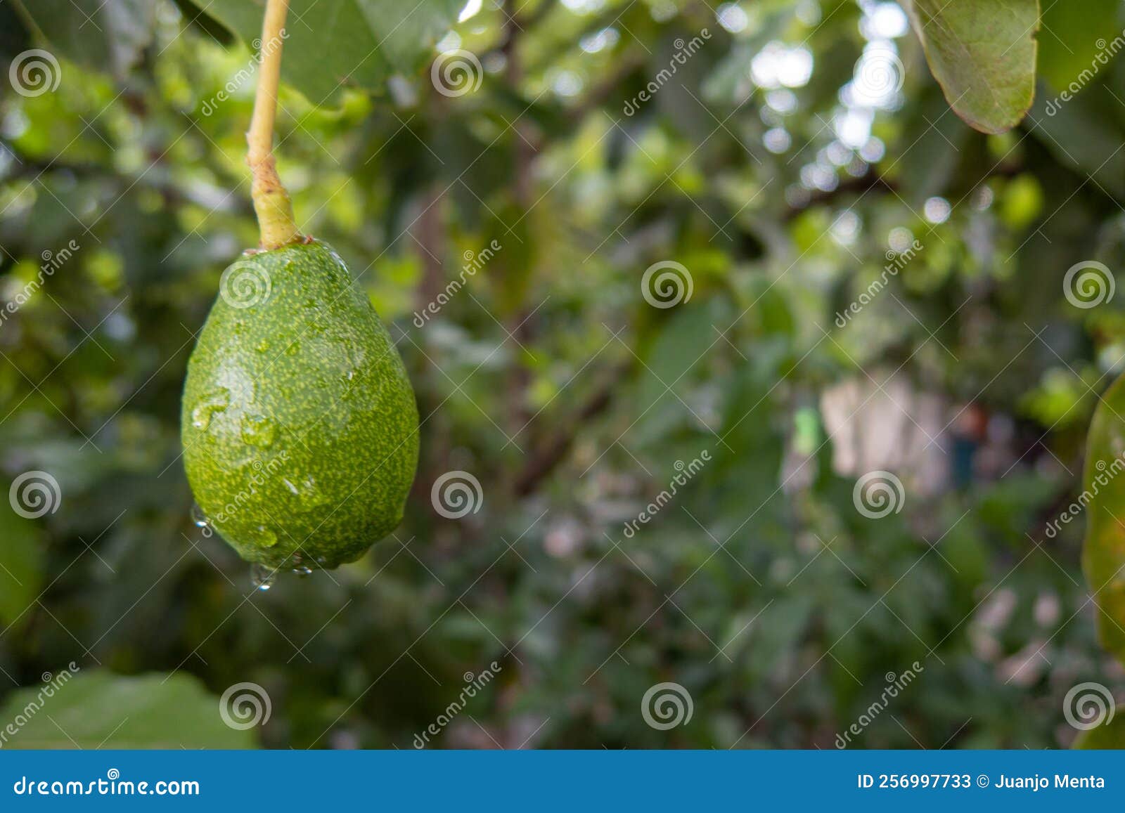Palta - Growing Avocado on the Green Tree in Nature Stock Image - Image ...