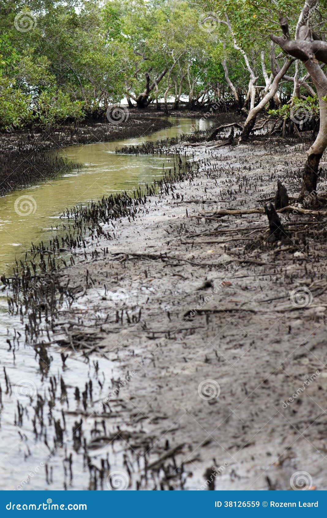 Palude immagine stock. Immagine di insenatura, nord, wetland - 38126559