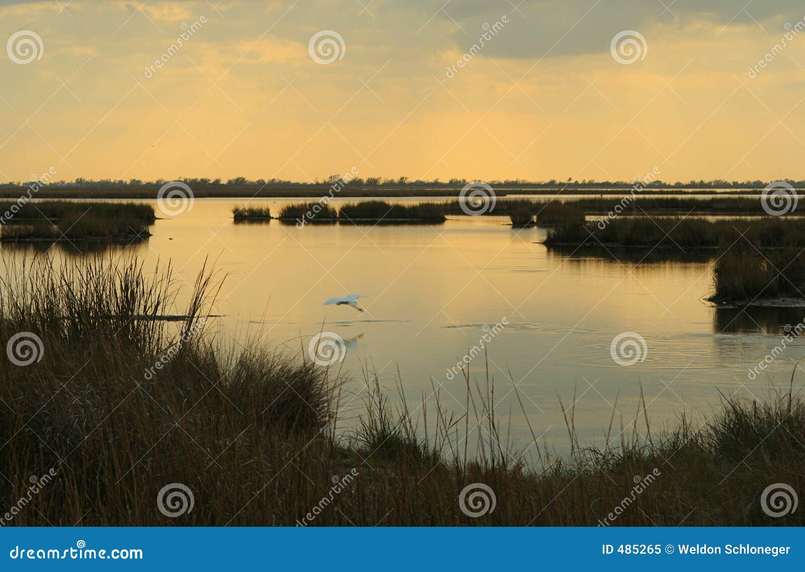 Palude al crepuscolo immagine stock. Immagine di palude - 485265