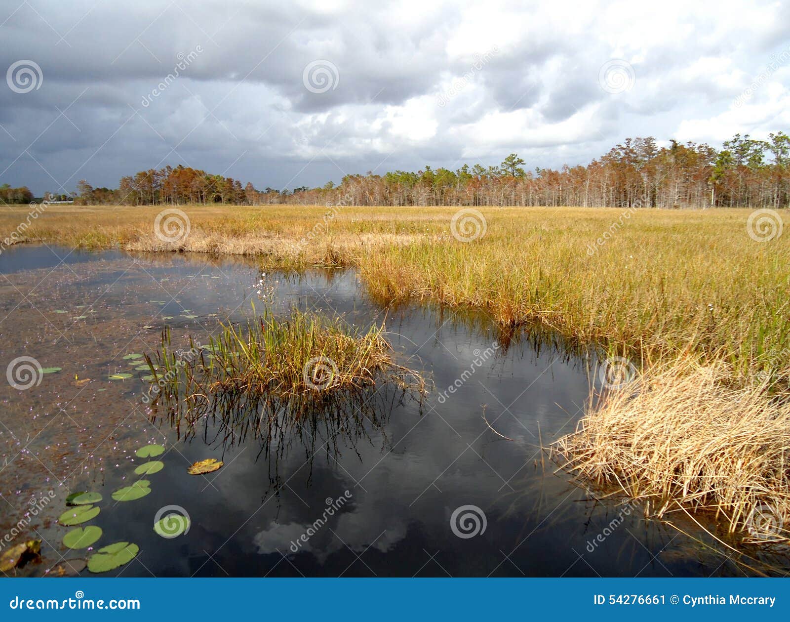 Palude al Huntington Beach immagine stock. Immagine di acqua - 54276661