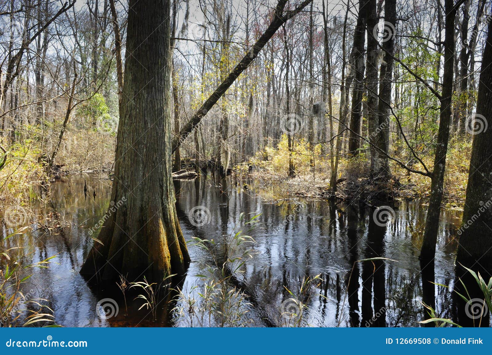 Palude in Carolina del Sud fotografia stock. Immagine di palude - 12669508