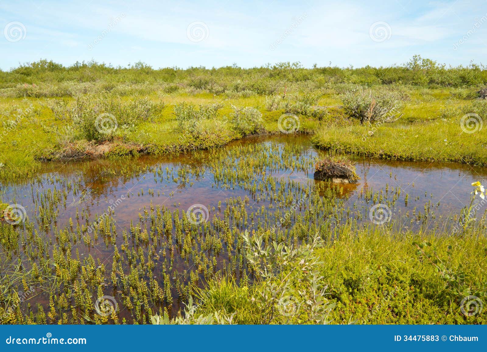 Palude della tundra immagine stock. Immagine di palude - 34475883