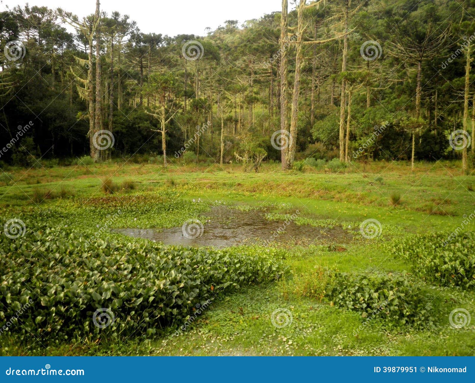 Palude di Pantanal Brasile immagine stock. Immagine di parco - 39879951