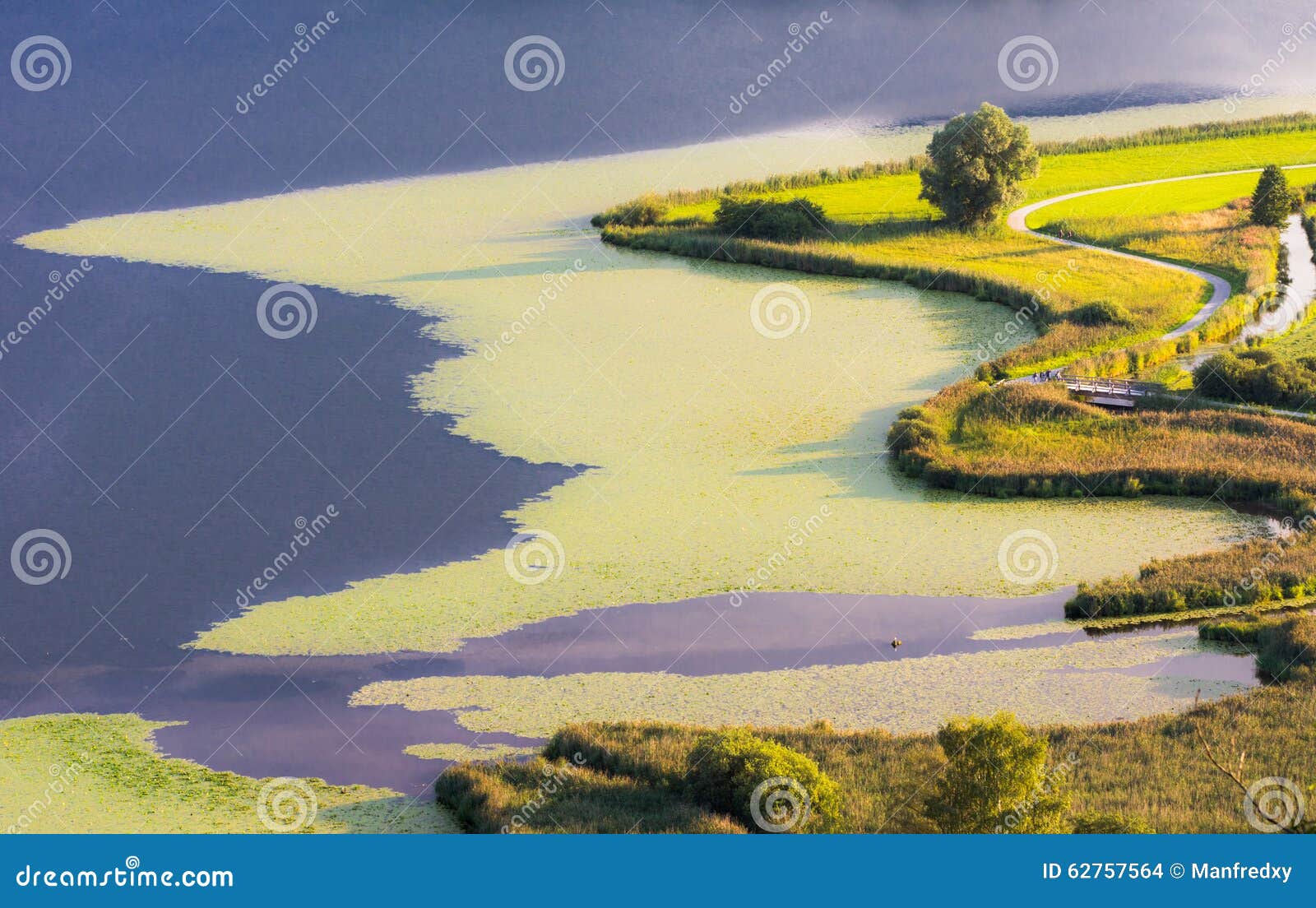 Palude nel lago Hopfensee fotografia stock. Immagine di fronte - 62757564