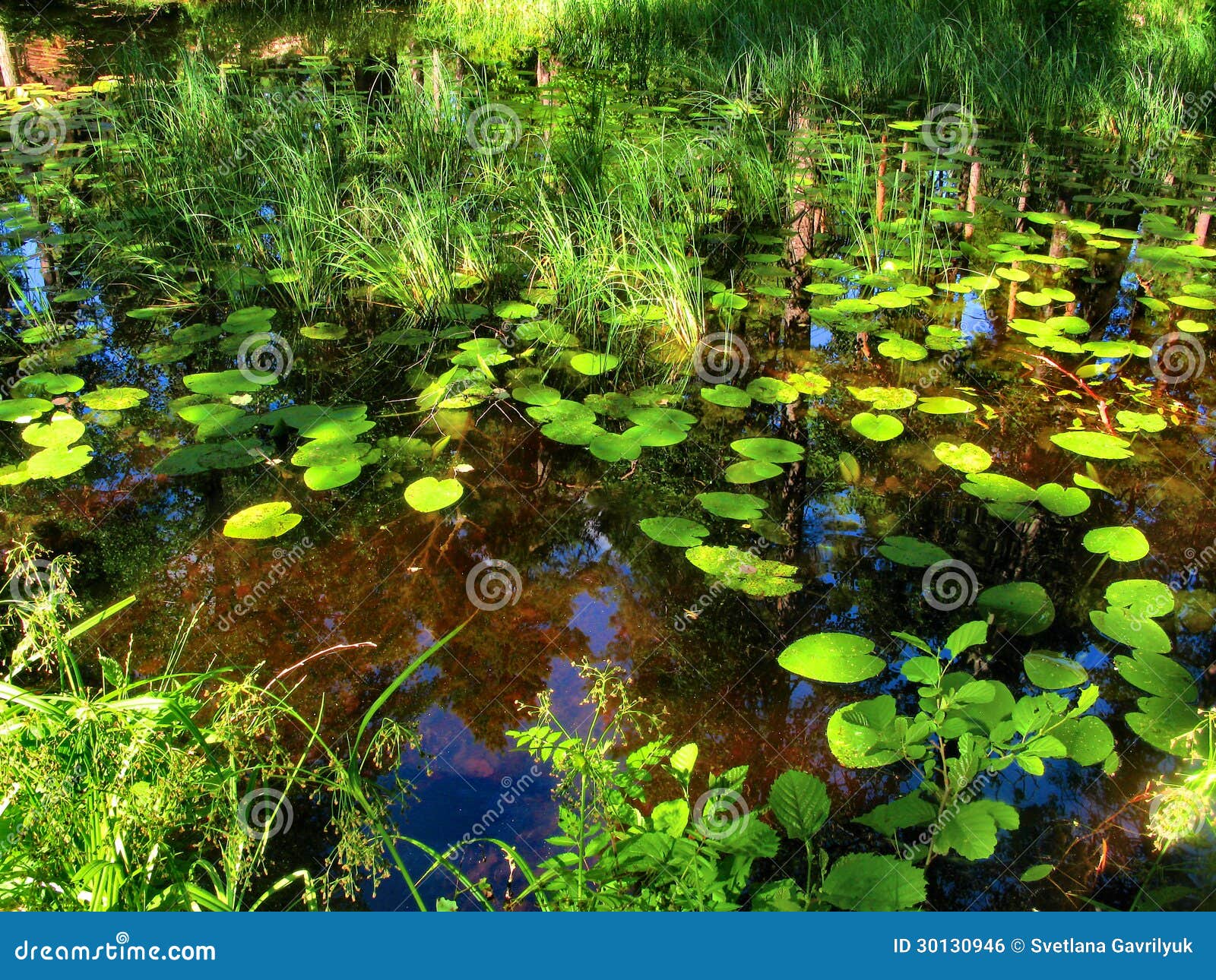 Palude nella foresta fotografia stock. Immagine di palude - 30130946