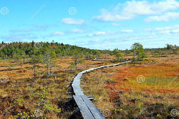 Palude sull'autunno immagine stock. Immagine di bello - 78662195