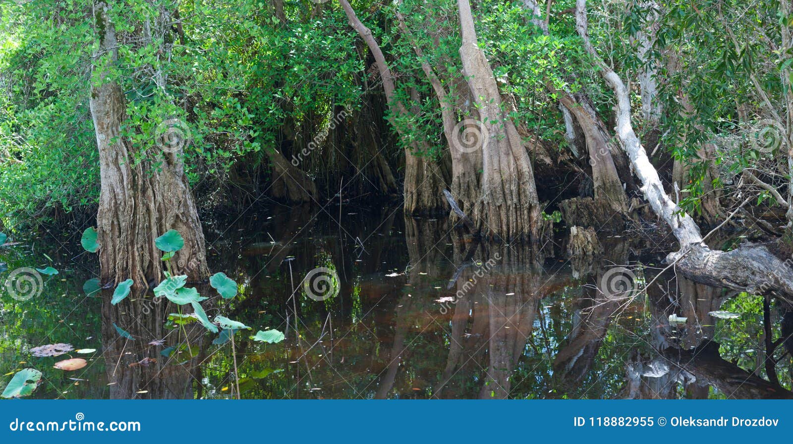 Palude Tropicale Foto Stock - Download 21,318 Royalty Free Photos
