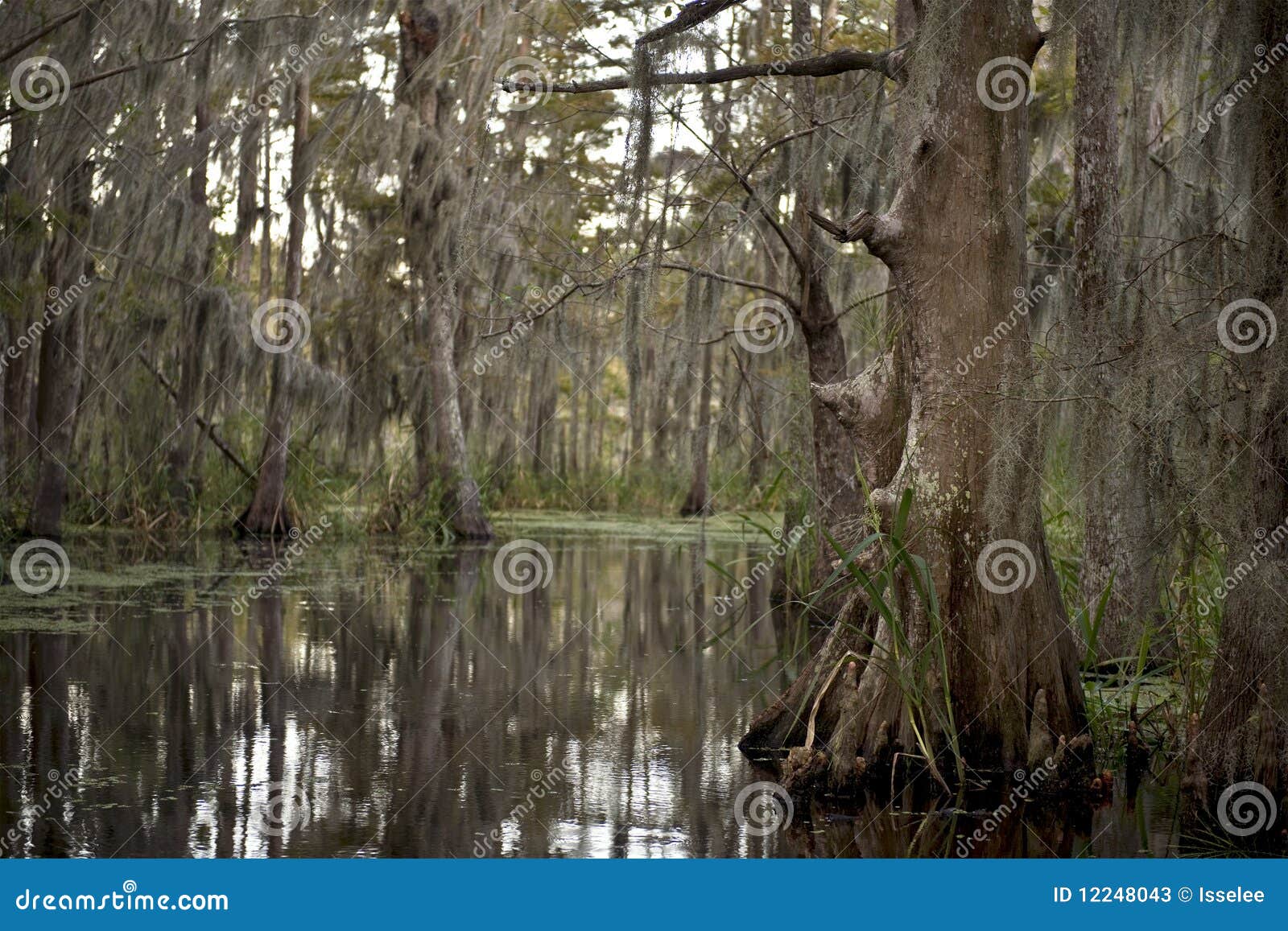 Palude Vicino a New Orleans, Luisiana Immagine Stock - Immagine di ...