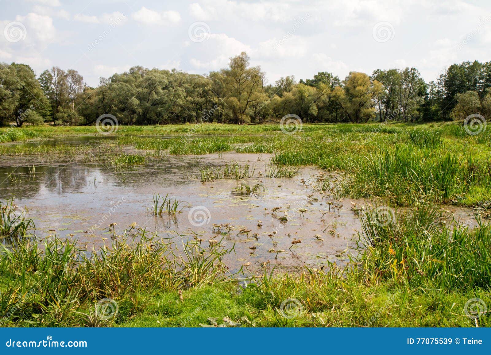 Paludi immagine stock. Immagine di polonia, foresta, architettura ...