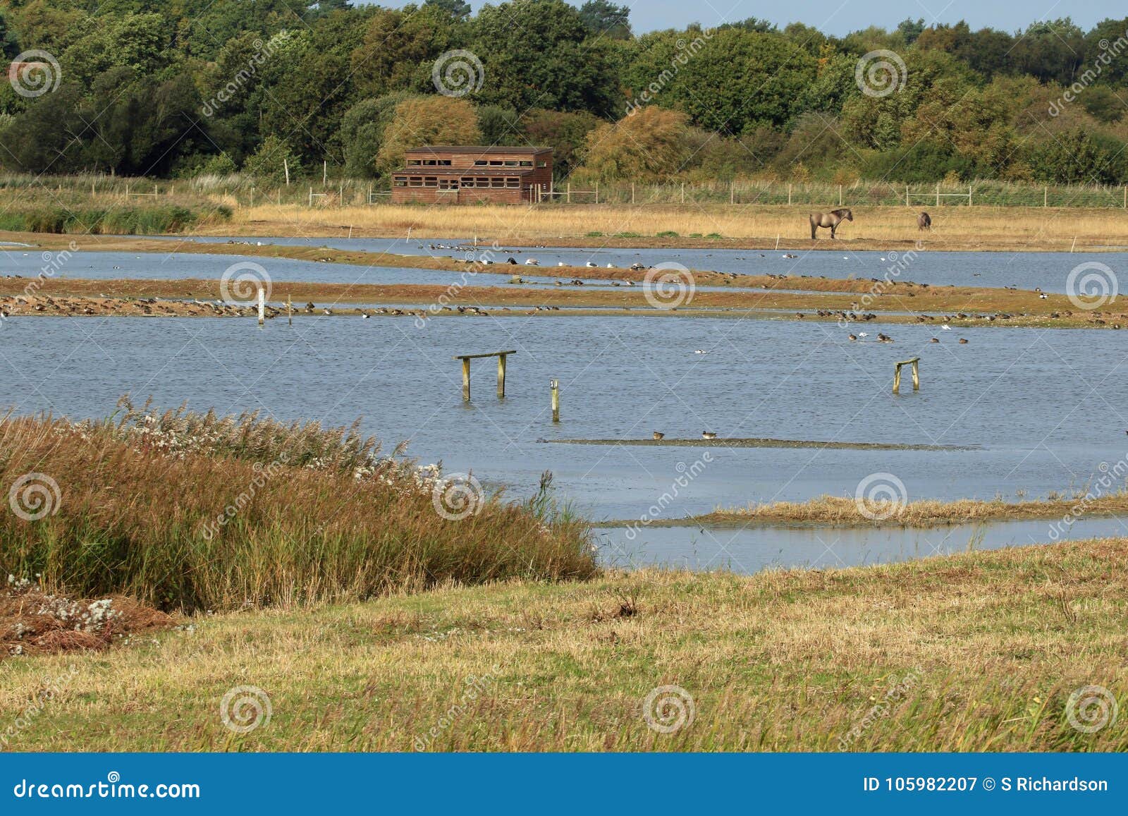 Paludi a RSPB Minsmere immagine stock. Immagine di gestito - 105982207
