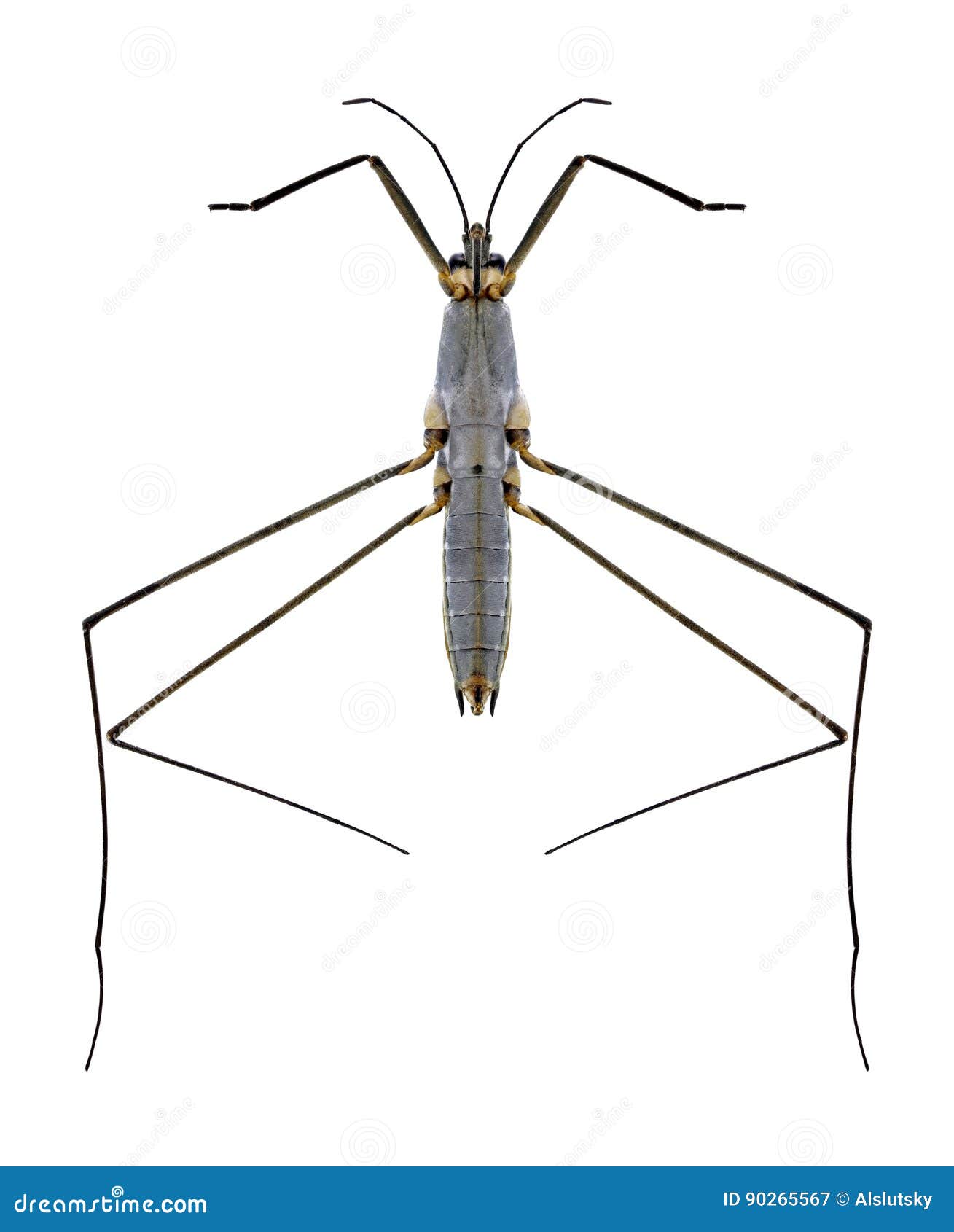 Paludumonderkant Van Insectenwaterman Stock Afbeelding - Image of ...