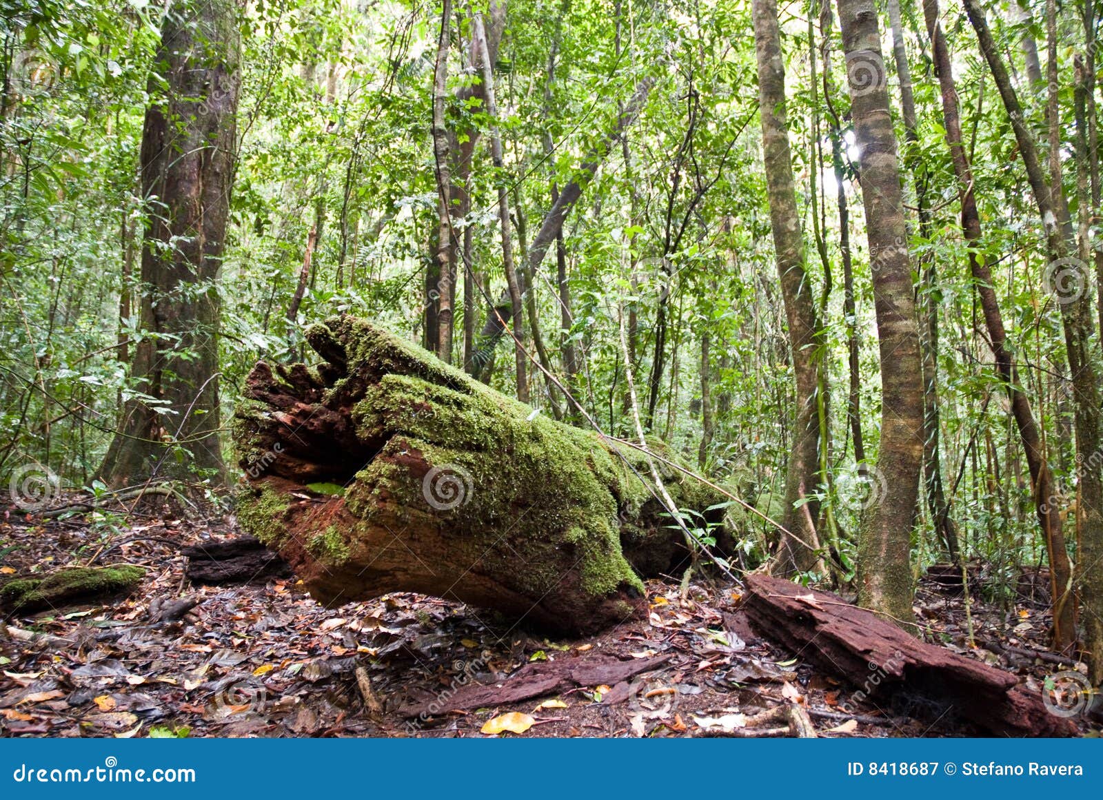 Paluma Range National Park stock image. Image of tranquil - 8418687