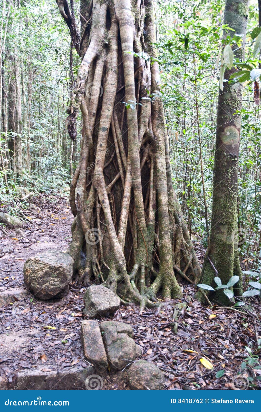 Rain Forest Paluma Range Stock Photos - Free & Royalty-Free Stock ...