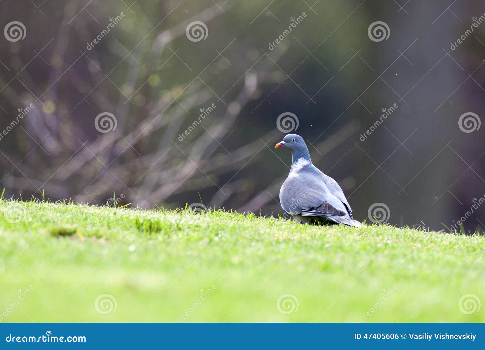 Palumbus Do Columba, Pombo Torcaz Foto de Stock - Imagem de ninguém ...