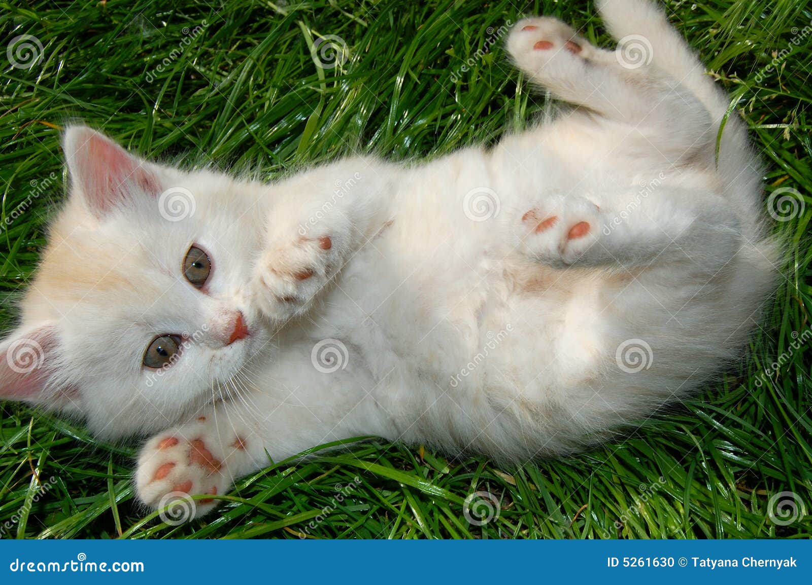 Puusy Stock Photos - Free & Royalty-Free Stock Photos from Dreamstime