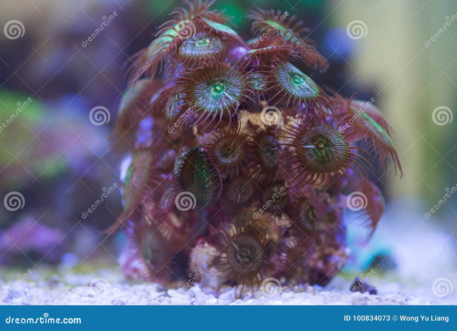 Palythoa button coral stock image. Image of eagle, fluorescing - 100834073