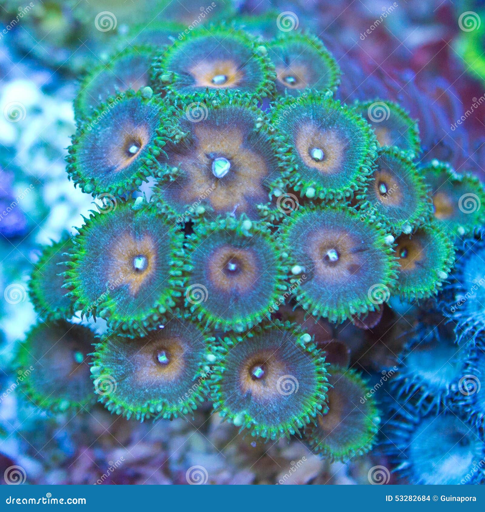 Palythoa polyps stock photo. Image of polyp, ocean, frag - 53282684