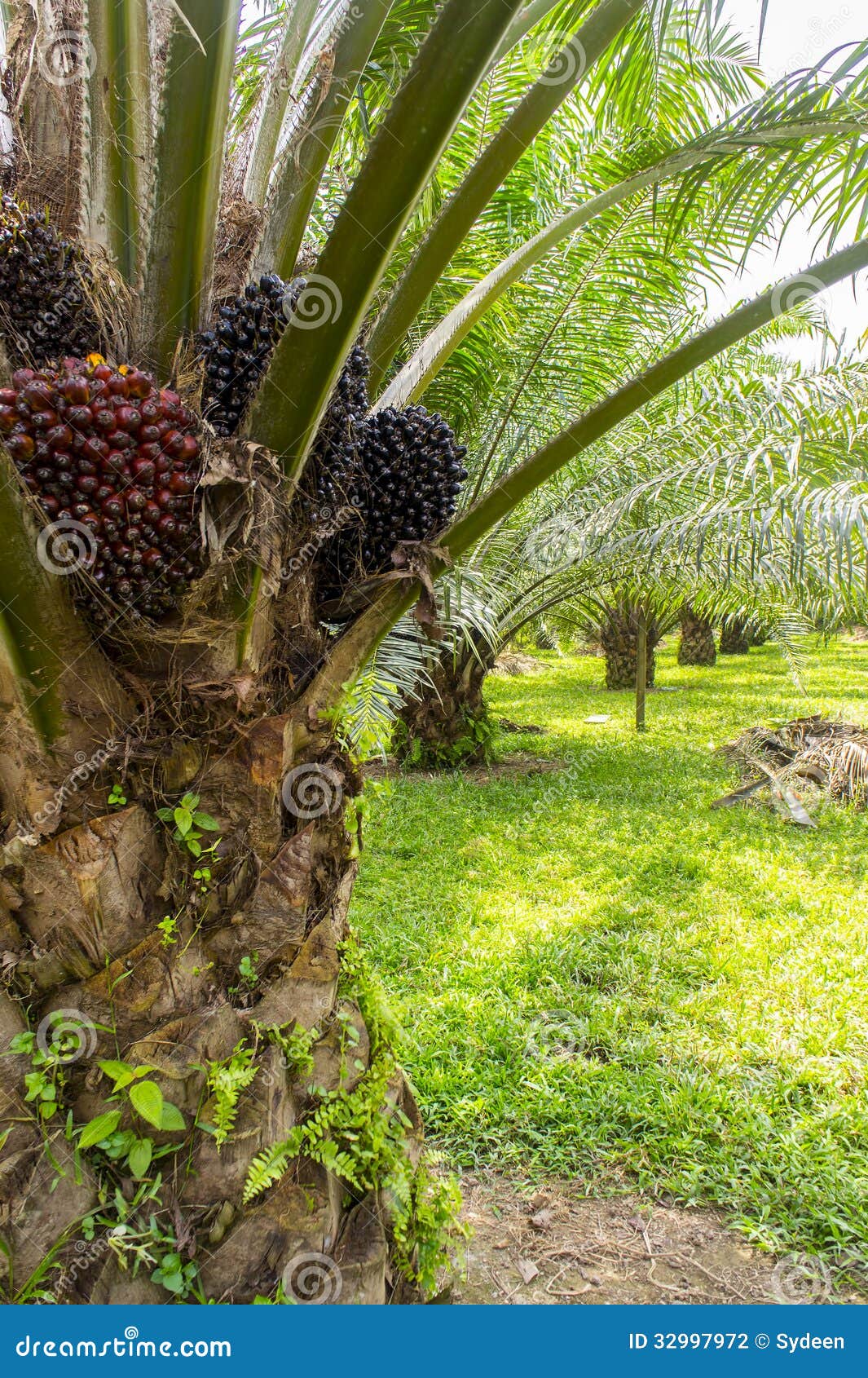 Pam oil tree stock photo. Image of palm, tree, material - 32997972