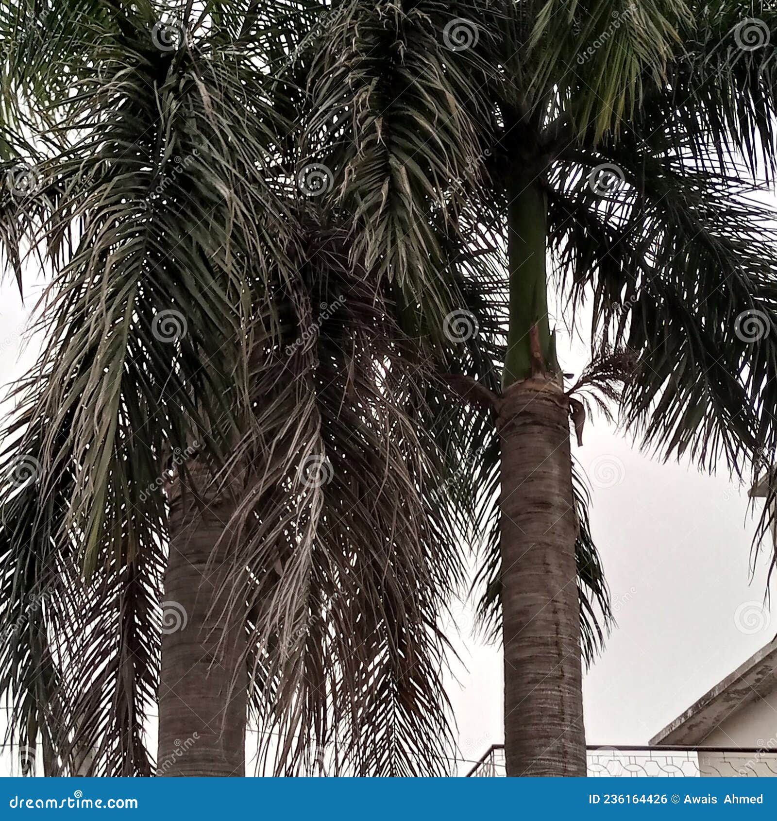 Pam Tree in the Backyard Very Beautiful Stock Photo - Image of back ...