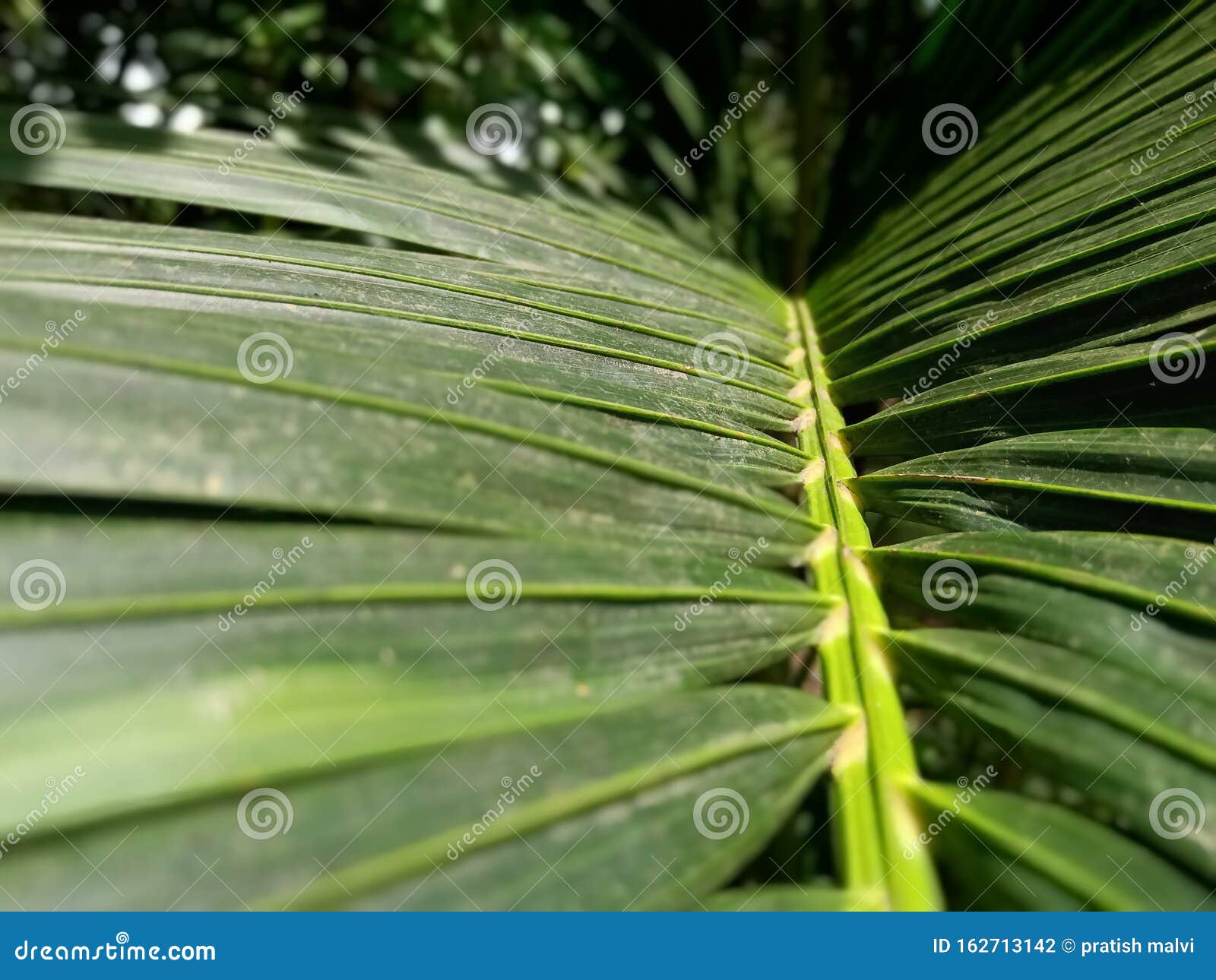 Pam tree stock photo. Image of buty, tree, natchrel - 162713142