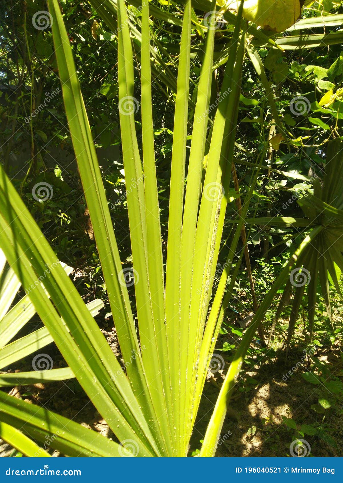 Pam Tree picture stock image. Image of flower, green - 196040521