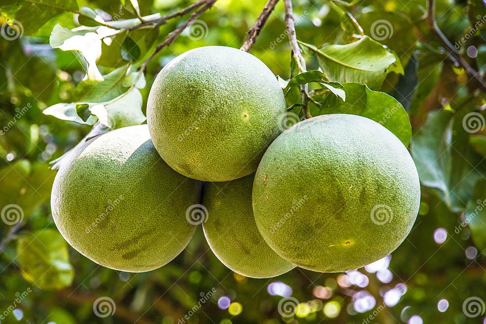 Pamelo image stock. Image du marché, vivacité, arbre - 48369013