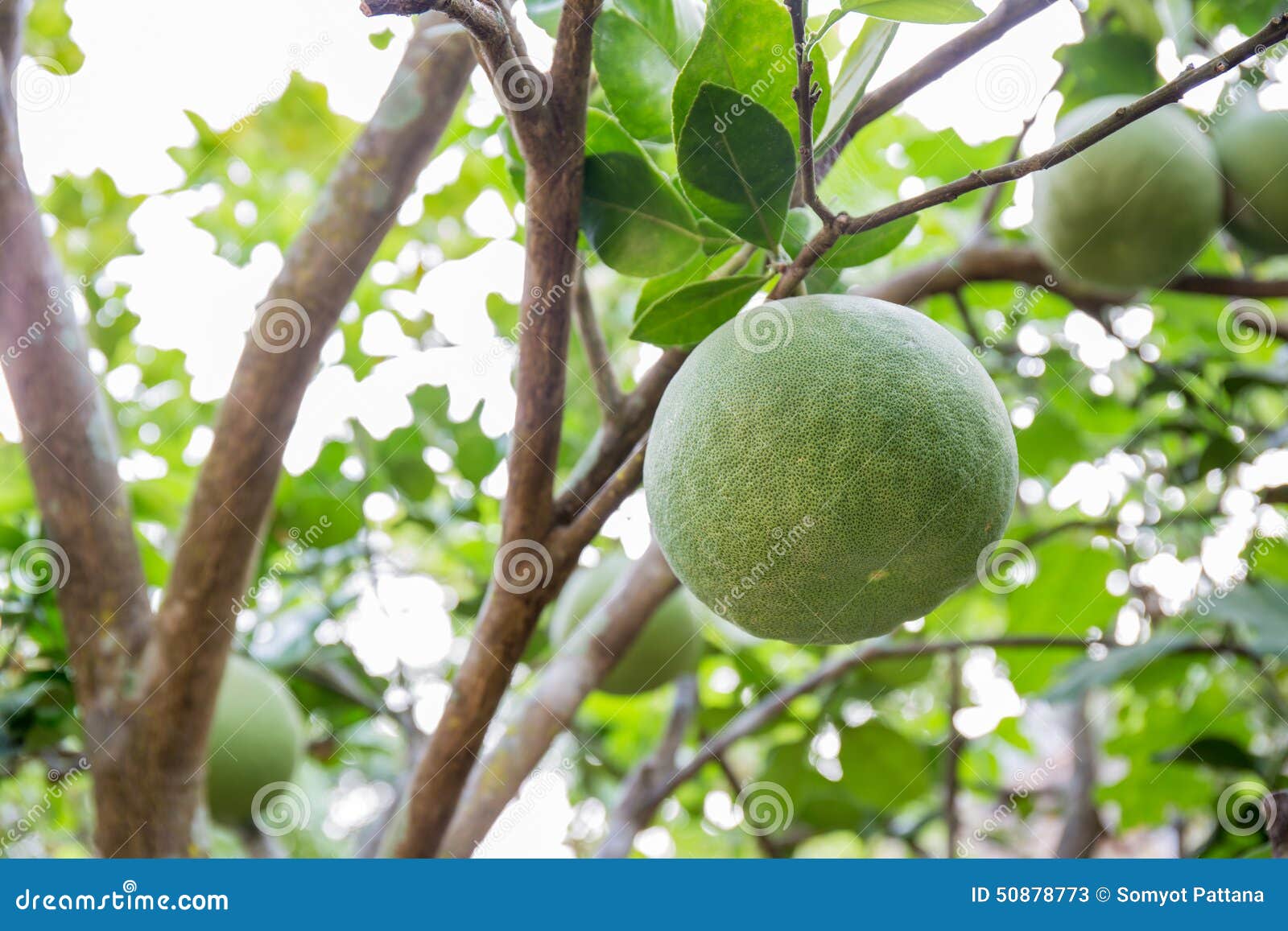 Pamelo stock image. Image of fruit, freshness, sweet - 50878773