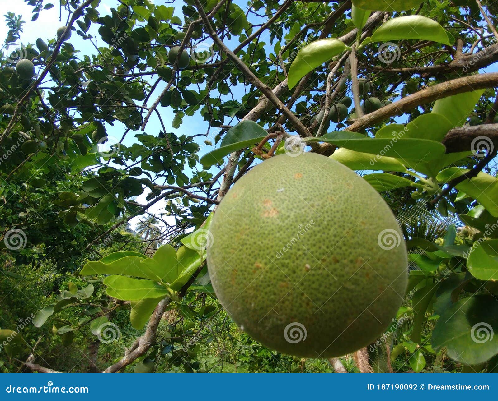 Pamelo fruit at the tree. stock photo. Image of branch - 187190092