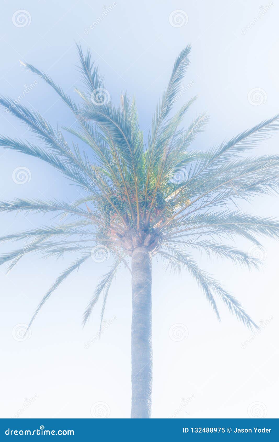 Paml Tree in Light Colors stock image. Image of palm - 132488975