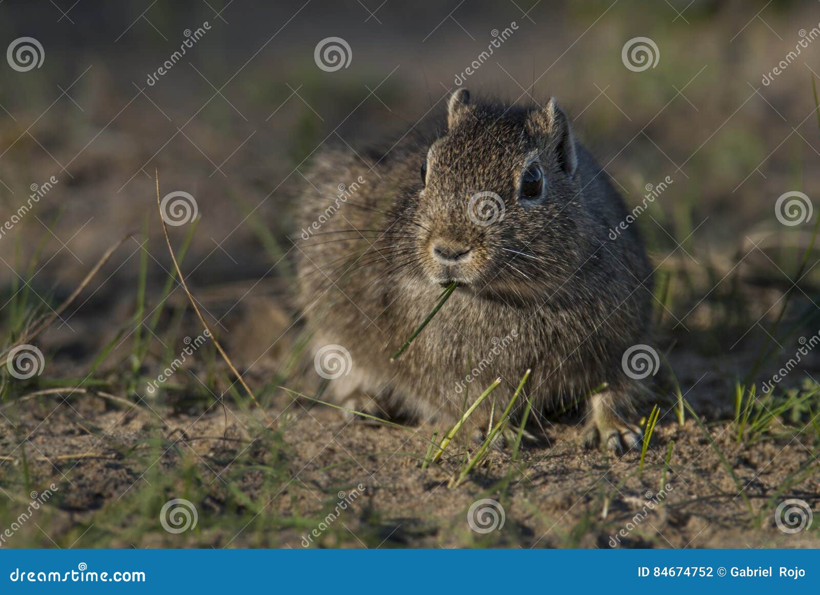 Pampa Cavi foto de archivo. Imagen de lugar, animal, poco - 84674752