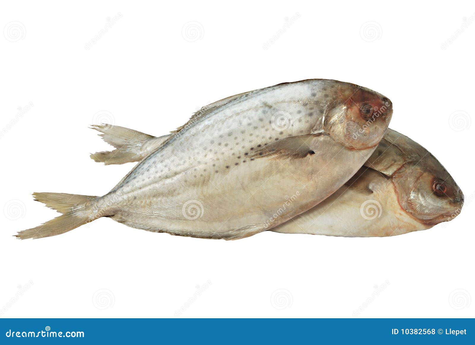 Raw Pampanito Stock Photos - Free & Royalty-Free Stock Photos from ...