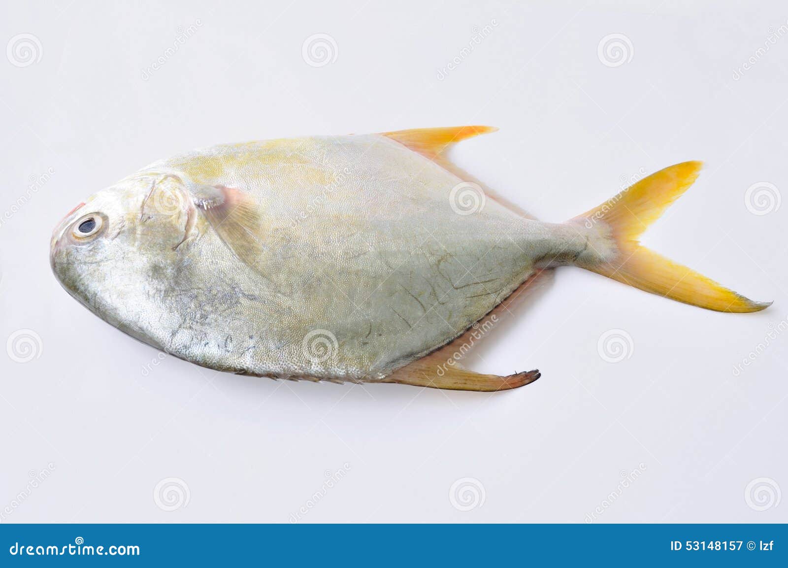 Pampanito fresco en blanco imagen de archivo. Imagen de fondo - 53148157