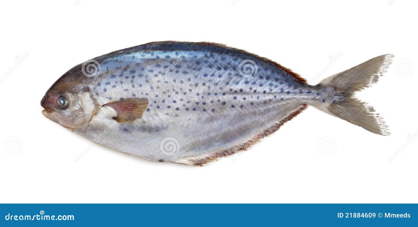 Pampanito On White Background Royalty-Free Stock Photography ...