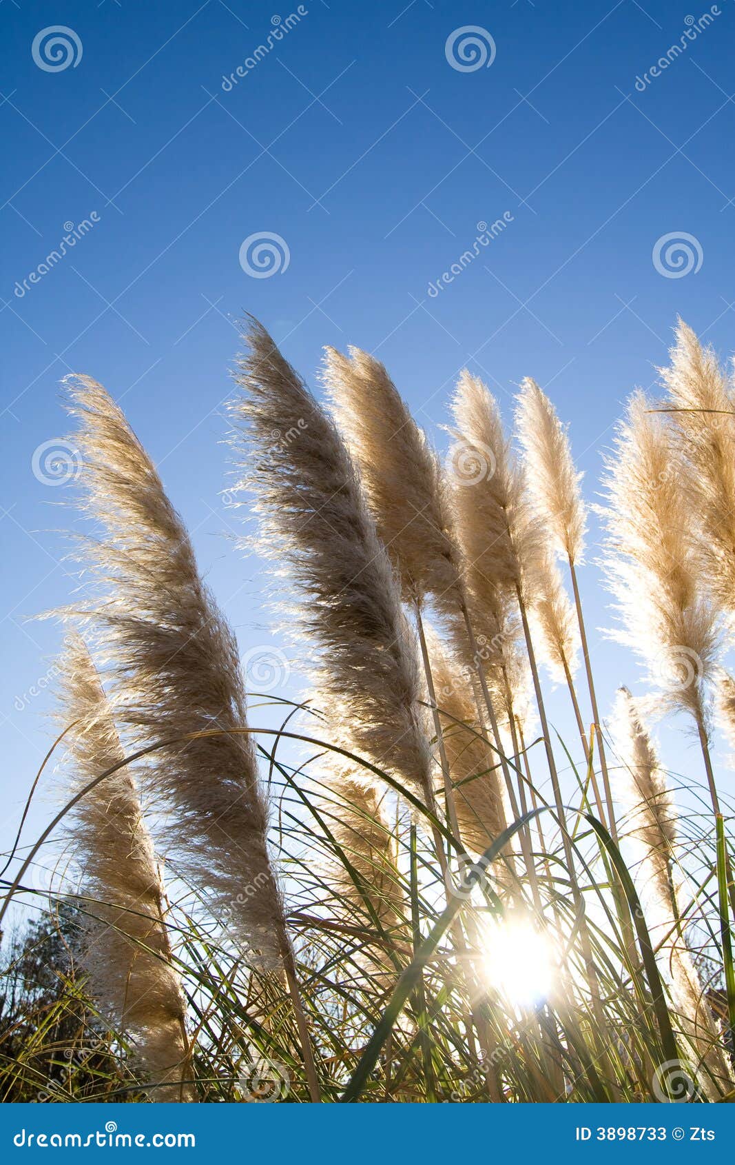 Pampas grass stock image. Image of sunrise, silhouette - 3898733