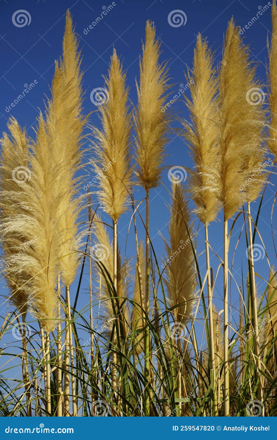 Pampas Grass Against the Blue Sky. Background Stock Photo - Image of ...