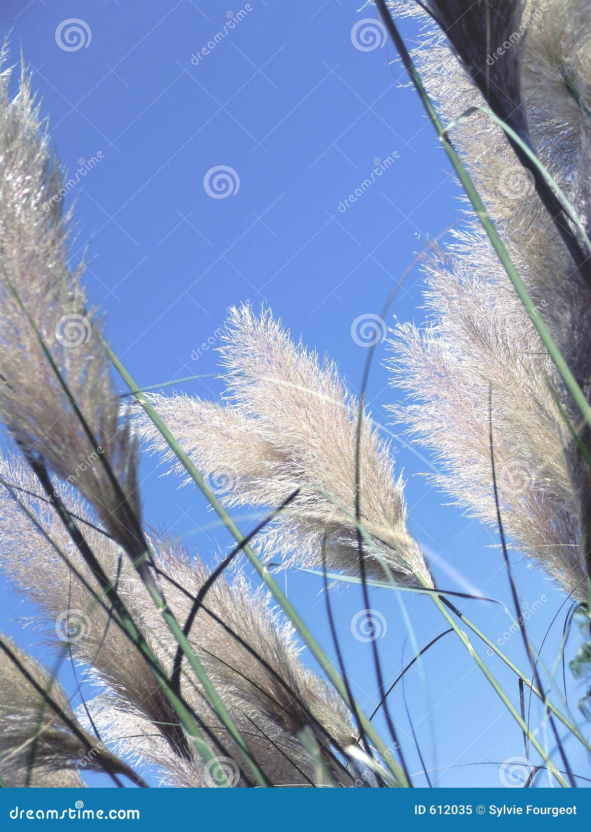 5,642 White Pampas Grass Stock Photos - Free & Royalty-Free Stock ...