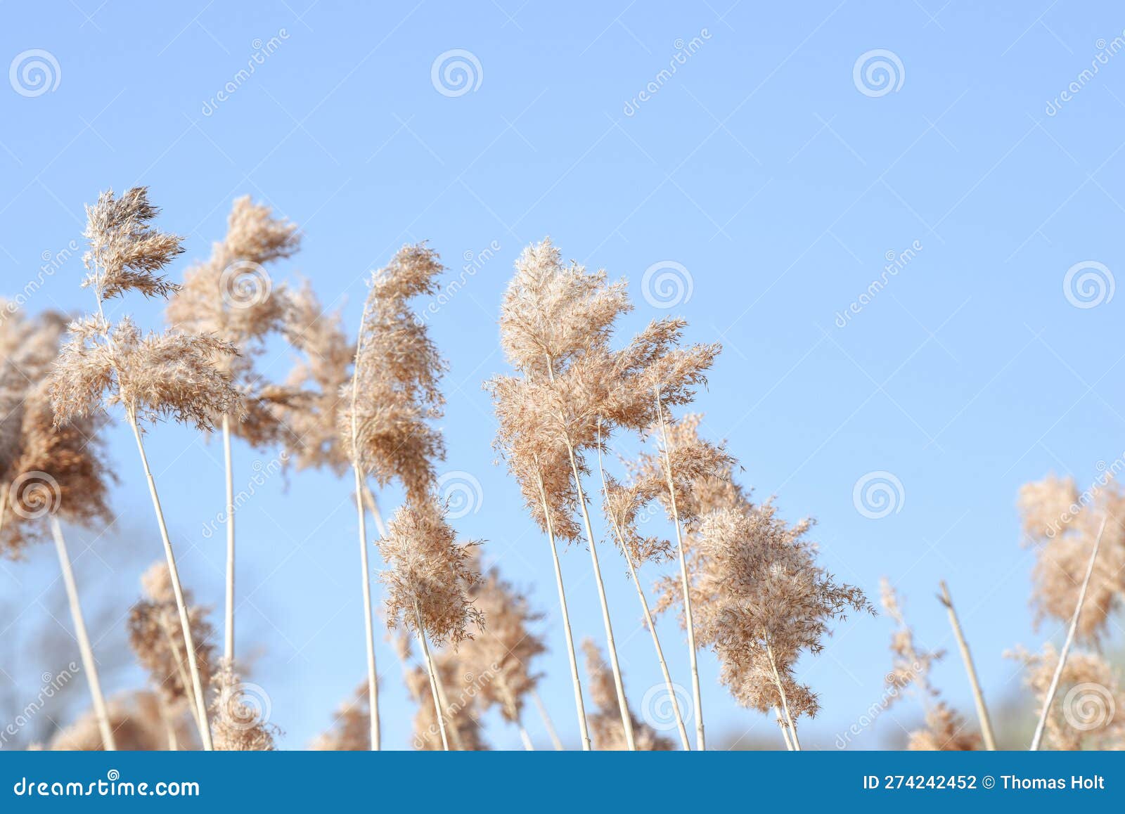 Pampas Grass in the Breeze with Blue Sky in a Calm Nature Background ...
