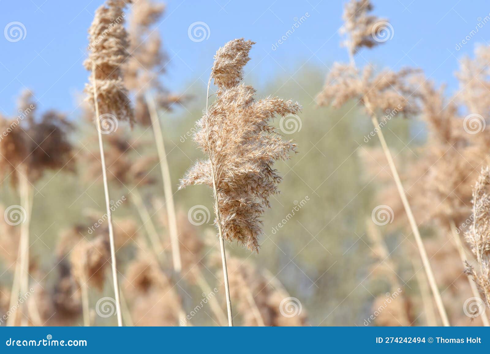 Pampas Grass in the Breeze with Blue Sky in a Calm Nature Background ...