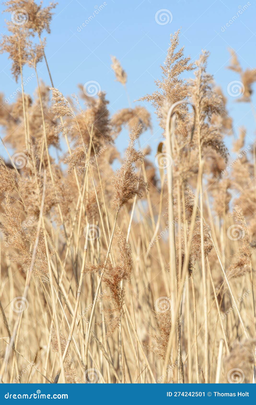 Pampas Grass in the Breeze with Blue Sky in a Calm Nature Background ...