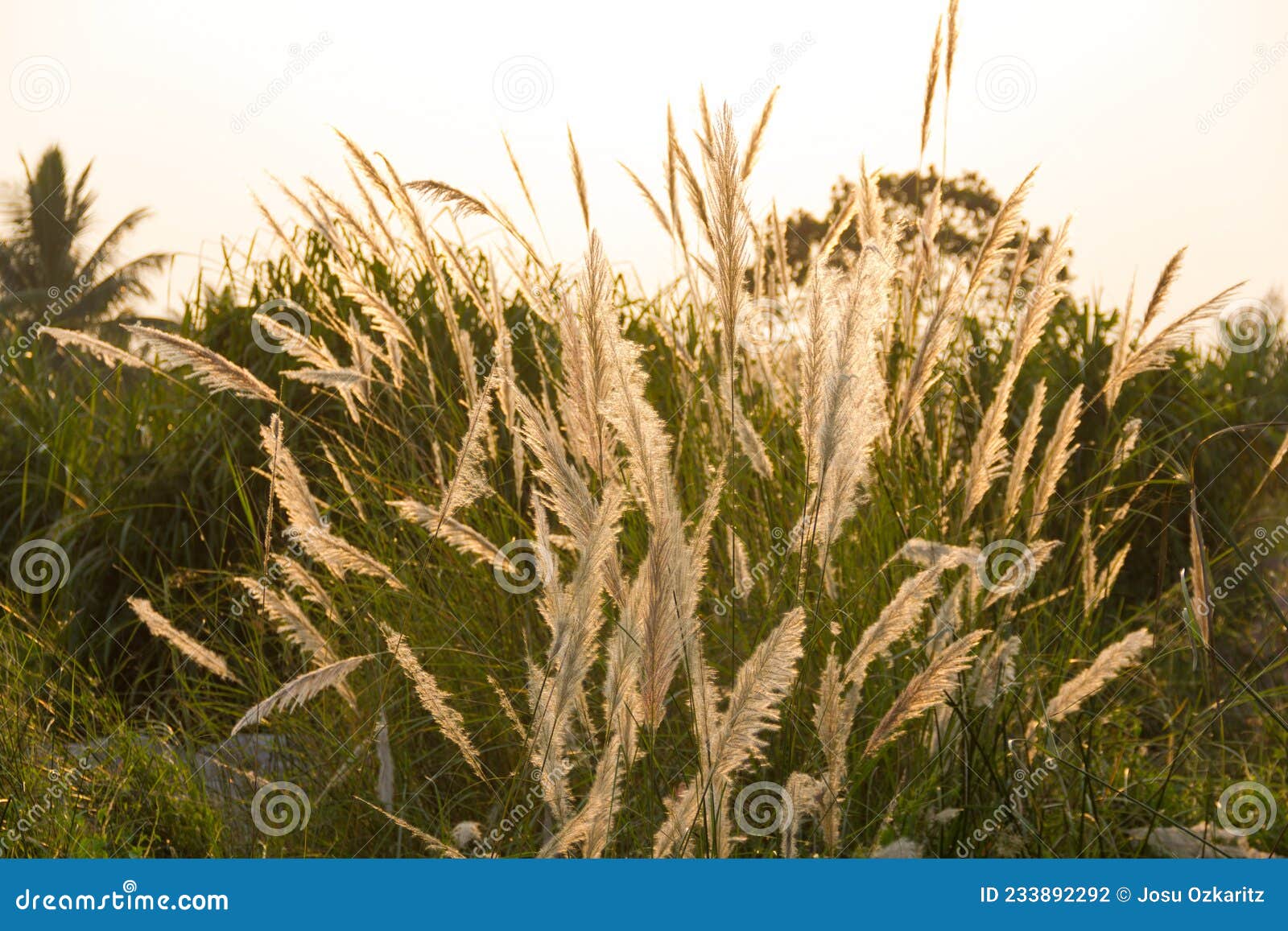 Pampas Grass Field at Sunset Stock Photo - Image of flora, nature ...