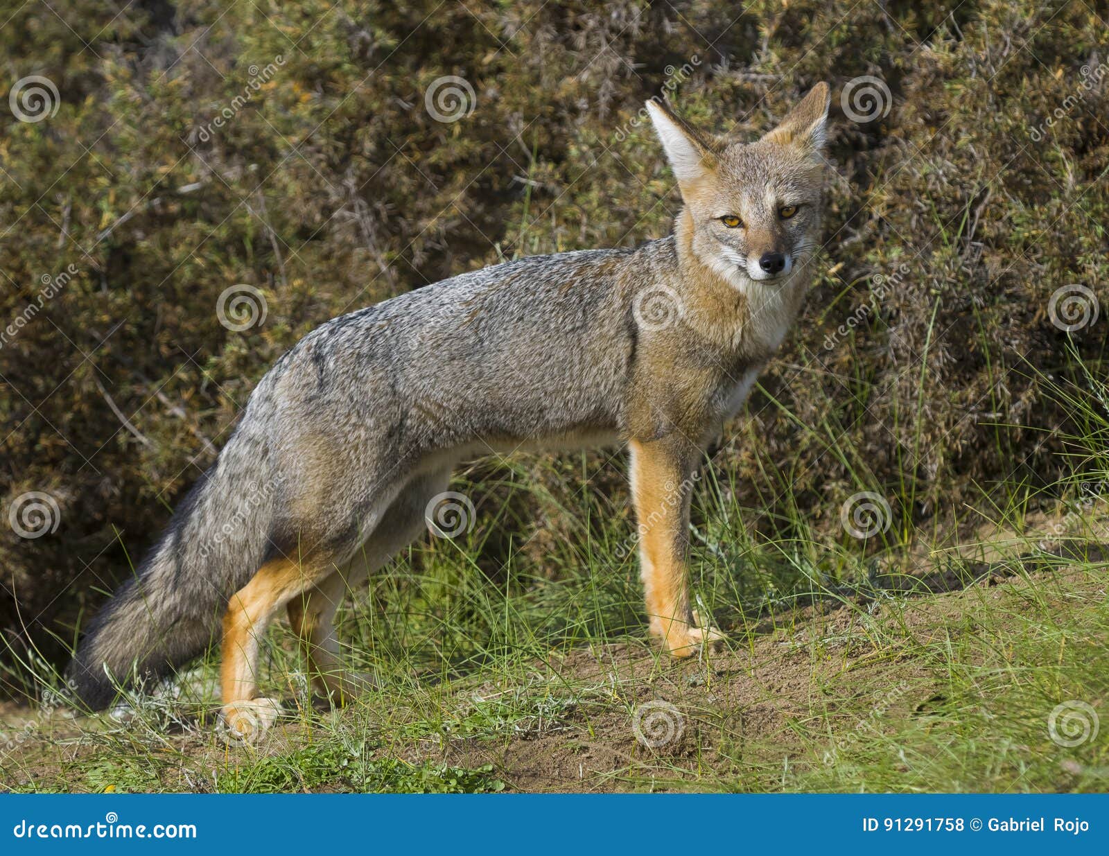 Pampas Fox - Lycalopex Gymnocercus - Also Known As Grey Pampean Fox In ...