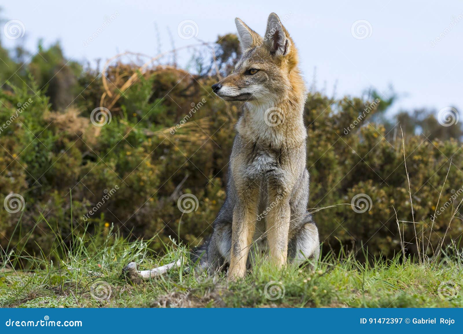 Pampas Fox - Lycalopex Gymnocercus - Also Known As Grey Pampean Fox In ...