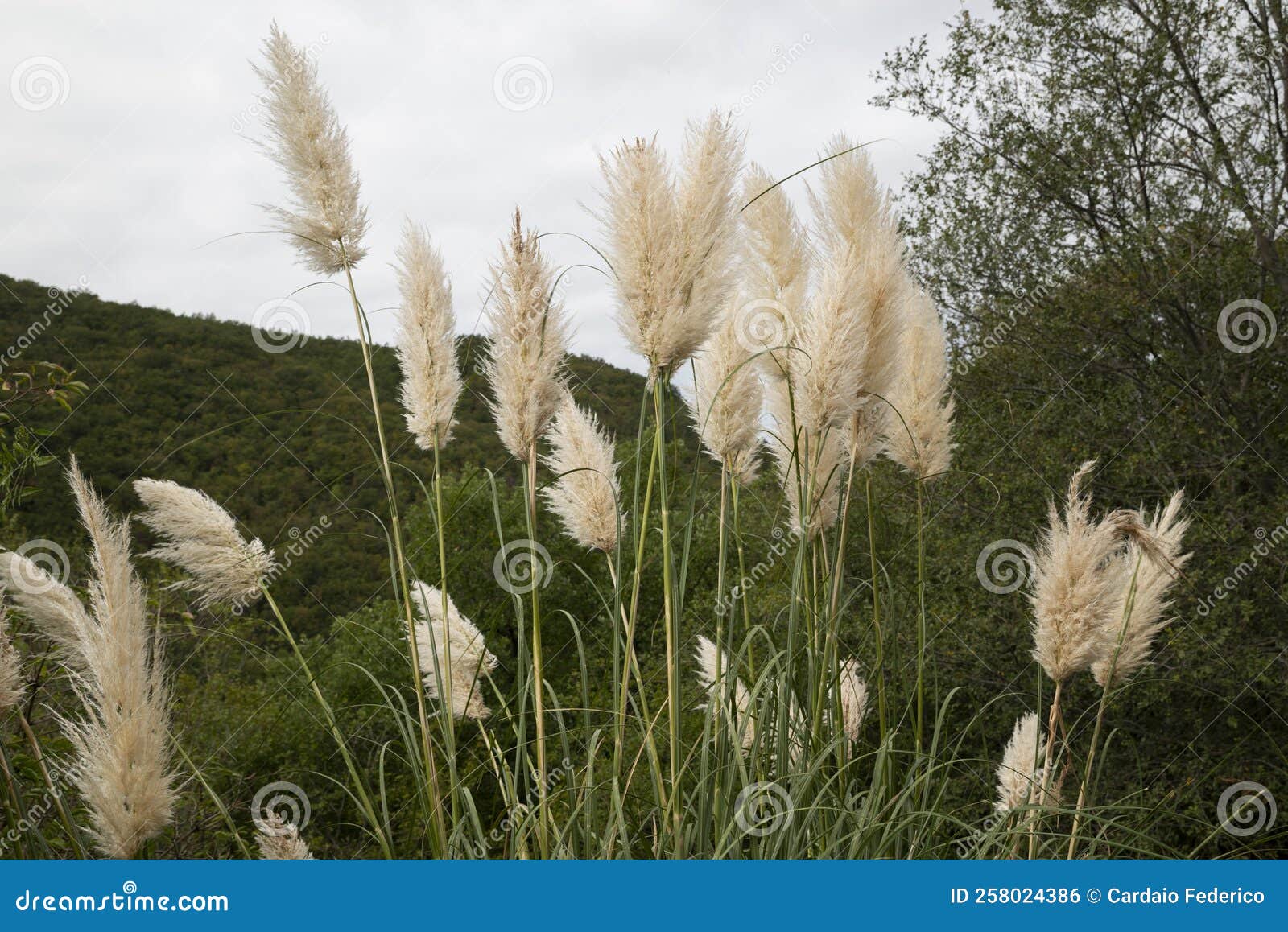 Pampas Plant in Nature Created Wildly Stock Photo - Image of botanical ...