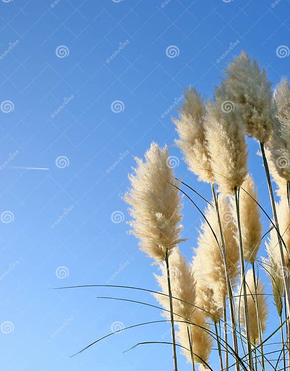 Pampass grass stock photo. Image of tall, closeup, soft - 13165556